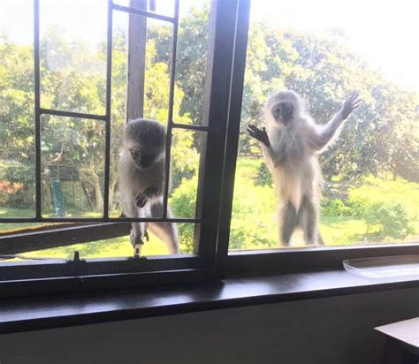 Monkey Screens Corner Star Kzn