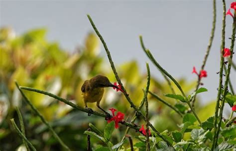 Nparks Biodiversity Rewilding Cityinnature Blessed Mingwei Chu