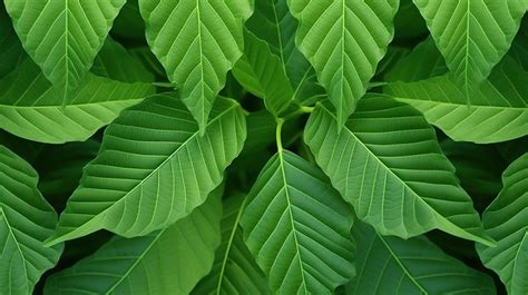 Leafy Texture Of Green Background Backgrounds Psd Free Download Pikbest