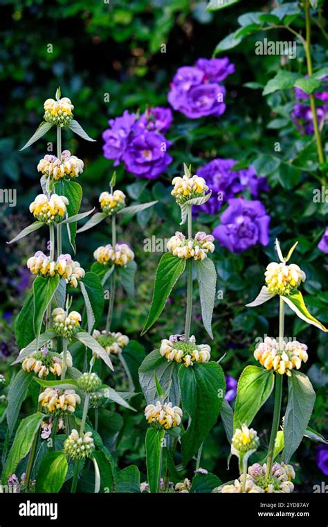 Jerusalem Sage Phlomis Fruticosa Yellow Flowers Flower Flowering