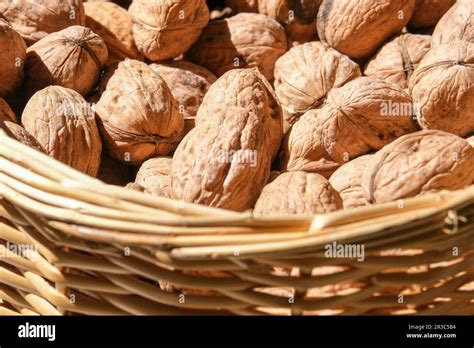Close Up Organic Whole Unopened Walnut Shells Inside Wicker Basket