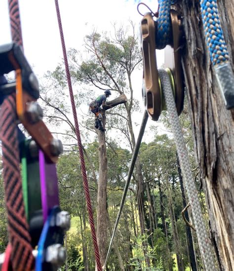 Expert Tree Chopping Services At Competitive Rates