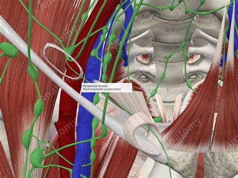 Pararectal Nodes Complete Anatomy