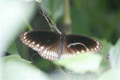 Euploea Core Cramer 1780 By Elavarasan M On 18 September 2020