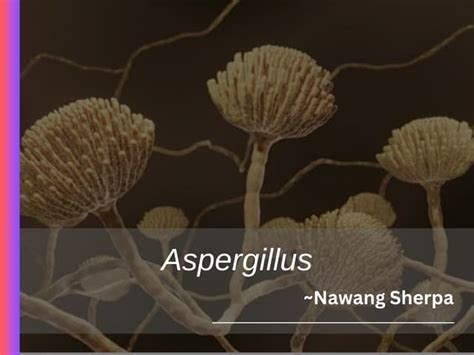 Medically Important Aspergillus Speciespptx