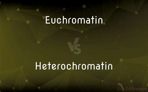 Euchromatin Vs Heterochromatin Whats The Difference