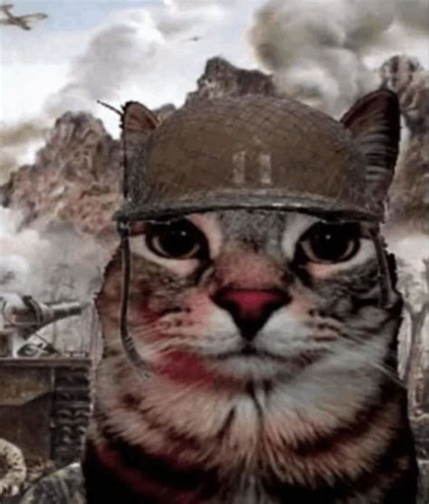 Thousand Yard Stare Cat Sticker Cat Memes Silly Cats Pictures Cute Cats