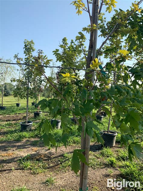 Legacy Sugar Maple Trees Other Bigiron