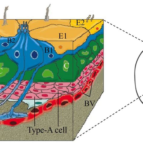 Three Dimensional Representation Of The Ventricular Subventricular Zone Download Scientific