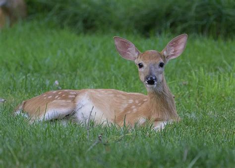 Chillin In The Backyard Whitetail Fawn Backcountry Gallery