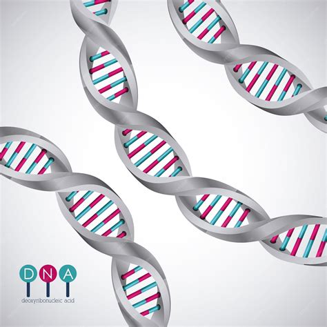 Premium Vector Dna Structure Chromosome Design Premium Vector Dna Structure Chromosome Design