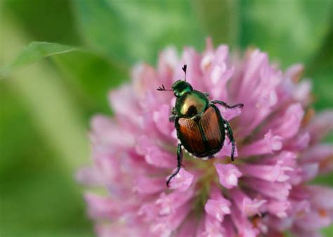 Pink Beetle Insect
