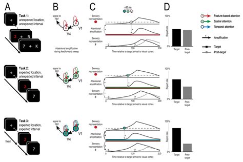 Schematic Outline Of The Time Course Of Attentional Modulations During