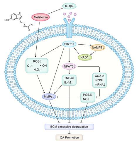 Signal Transduction Pathway Of Melatonin At Eusebia Horton Blog