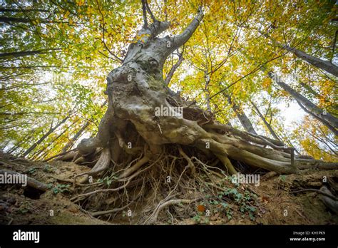 Tree Roots Underground Stock Photos Tree Roots Underground Stock Images Alamy