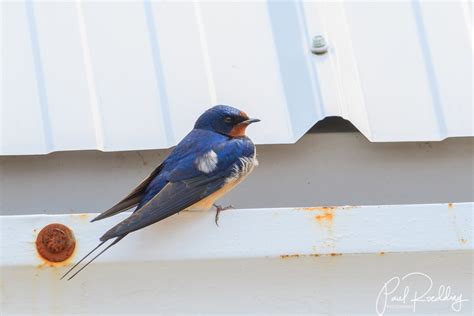 Barn Swallow Nest Platforms • Paul Roedding Photography