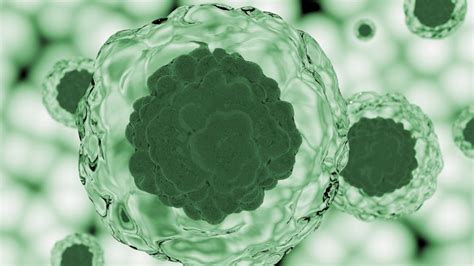 “embryo Models” A Disturbing Resemblance To Embryos Fsspx News