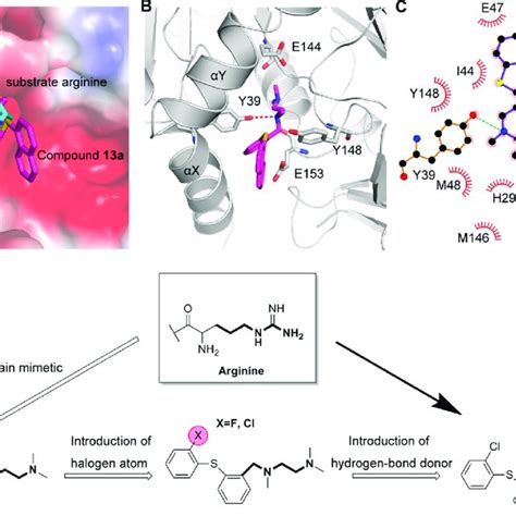 Predicted Binding Mode And Structural Modification Of Compound 13a A