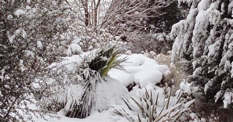 Jeffco Master Gardeners Winter Identification Of Deciduous Trees By Audrey Stokes