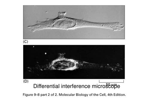 Ppt Principle Of Immunohistochemistry Powerpoint Presentation Free