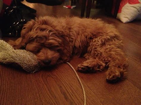 Floyd A Cockapoo Puppy And His Big Brother Gunner Curious Puppies