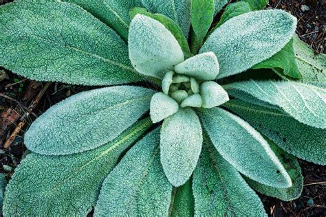 Lambs Ear