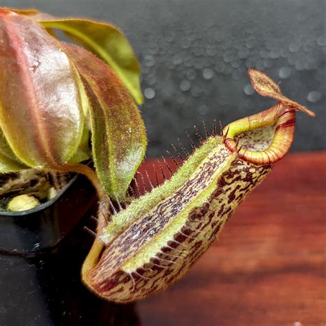 Nepenthes [ Rokko X Boschiana X Veitchii] X Platychila Drew Mcclain