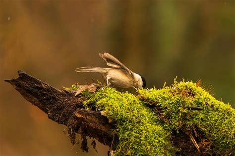 3000 Foto Pappayudarabugil Terbaik · Unduh Gratis 100 · Foto Stok