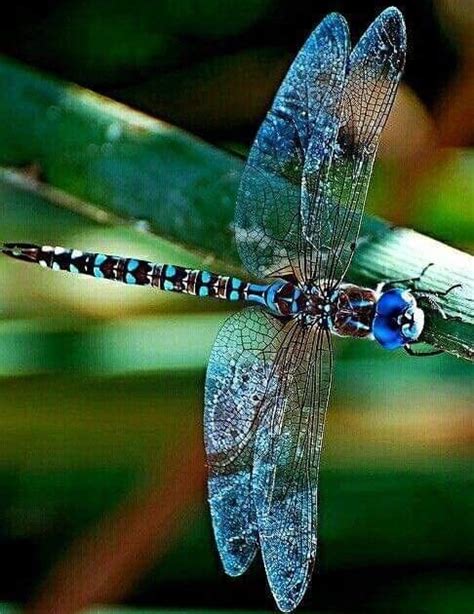 O Conto Da LibÉlula