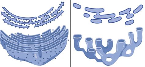 Diagram Of Rough Endoplasmic Reticulum And Smooth Endoplasmic Reticulum Diagram Quizlet