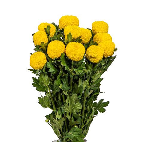 Chrysanthemum Ball Vietnam Fresh Flowers Ji Mei Flower