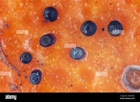 Egyptian Black Scale Chrysomphalus Aonidum Known Also As Florida Red