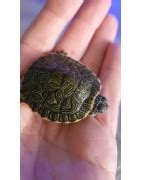 Nutrición Especializada Para Tortugas Descubre La Excelencia Con La Línea Para Tortuga