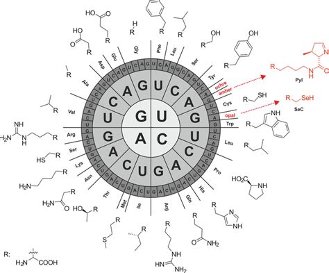 The Genetic Code Structure In The Rna Format In A Radial Download Scientific Diagram
