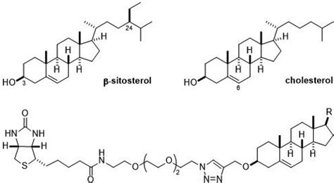 Identification And Characterization Of β Sitosterol Target Proteins Pmc