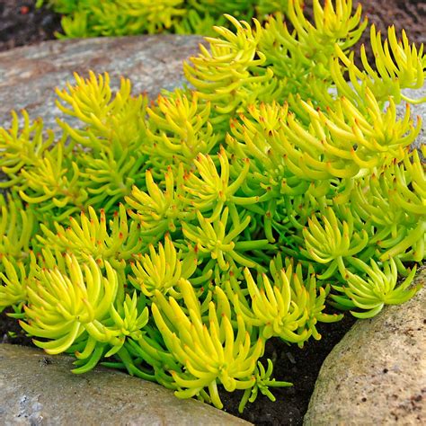 Sedum Stonecrop And Sedum Ground Cover White Flower Farm