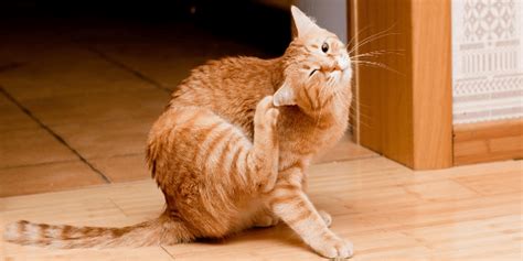 Permethrin Poisoning In Cats Choosing The Right Tick Prevention