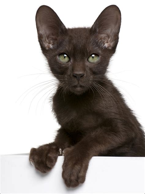 Havana Brown Temperament Lifespan Shedding Kittens