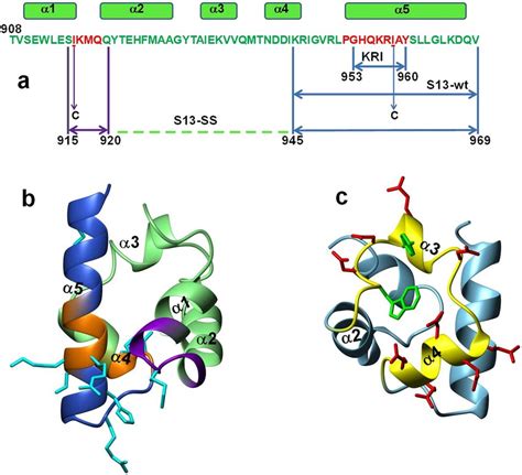 A Amino Acid Sequence Of Epha2 Sam Uniprotkb Entry P29317 Download Scientific Diagram
