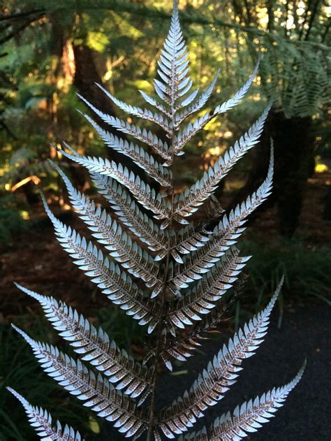 A Silver Fern In Christchurch New Zealand Smithsonian Photo Contest