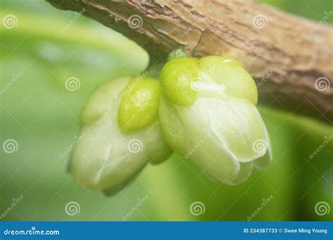 Young Buds Sprouting From The Stem Stock Image Image Of Lateral