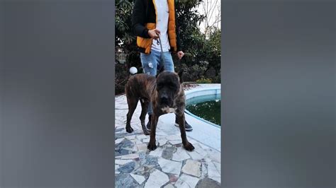 نژاد محبوب پرسا کاناریو معروف به سگ قناری گیر Presacanario