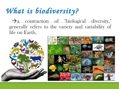 Biodiversity And Evolution Ppt