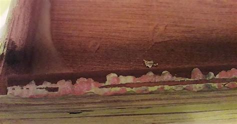 Dont Use Newsprint To Hold You Stuff When Paint It Can Get Stuck I Did