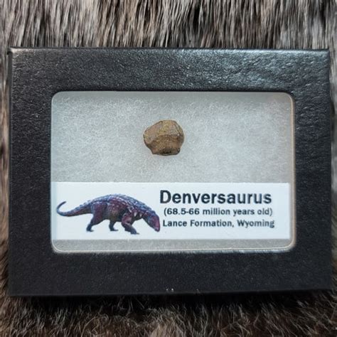 Skullstore Buy Real Museum Grade Fossils Online Page 6