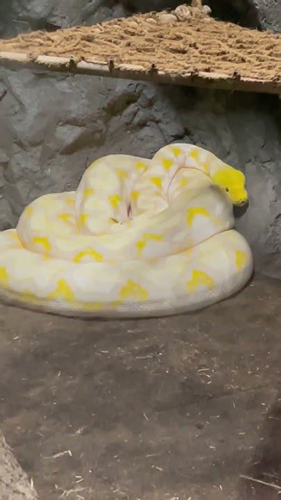 Beautiful Python ஆனால் அழகில்தான் அபத்தே இருக்குல்லா😍😍😳😳 Youtube