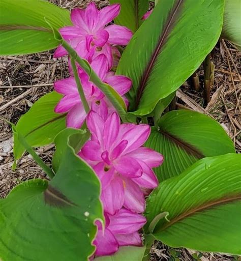 Queen Lily Common Hidden Ginger Jewel Of Thailand Hidden Lily Green Flowers Or Flower Parts