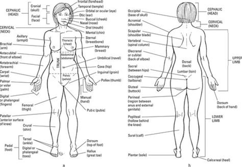 Anatomy Test 1 Flashcards Quizlet
