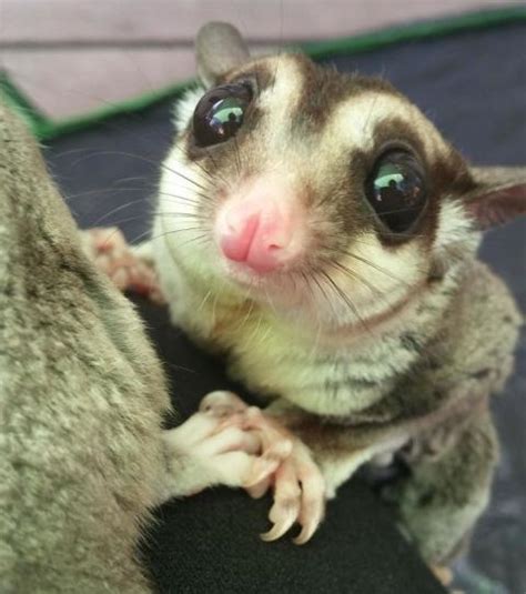 Le Phalanger Volant Découvrez Les Adorables Photos De Ce Petit Animal
