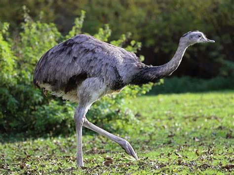 陆禽走禽路禽鸟类信息网